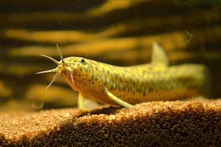 10 Invasive Species in Michigan (With Pictures) - Wildlife Informer