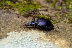 7 Common Beetles in Florida (Pictures) - Wildlife Informer