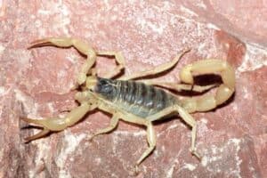 6 Scorpions that Glow in the Dark (How and Why) - Wildlife Informer
