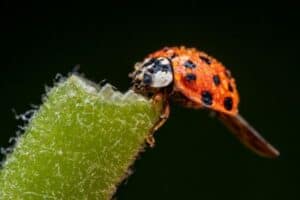 13 Types of Beetles in Texas (Pictures & Facts) - Wildlife Informer