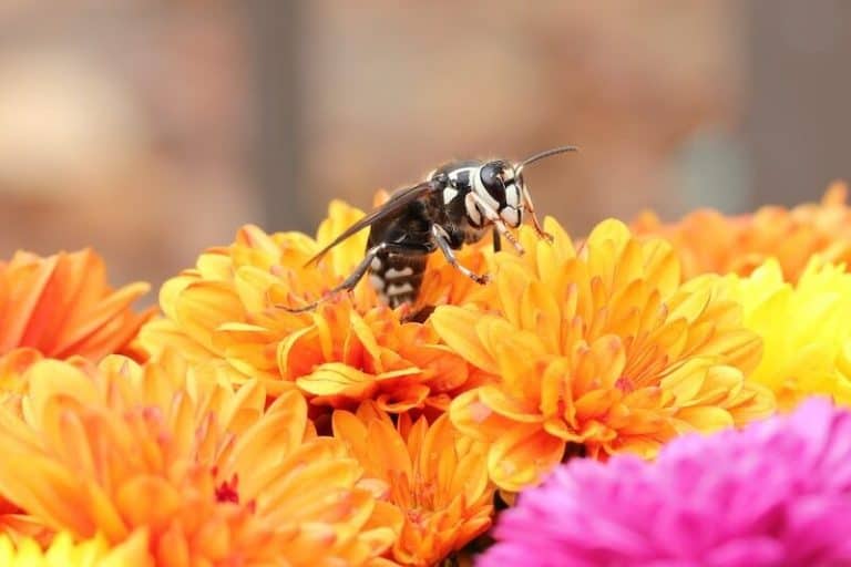 30 Examples Animals With 6 Letters (Pictures) - Wildlife Informer