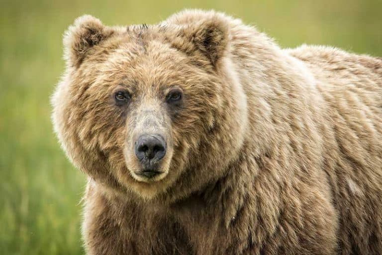 12 Types of Bears Species (Pictures) - Wildlife Informer