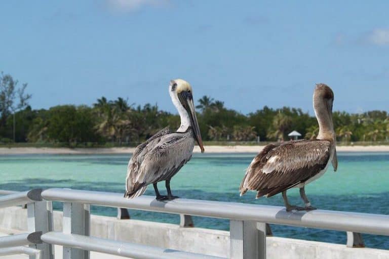 13 Birds that Eat Fish (with Photos) - Wildlife Informer