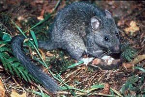 12 Awesome Animals with Bushy Tails (Pictures!) - Wildlife Informer