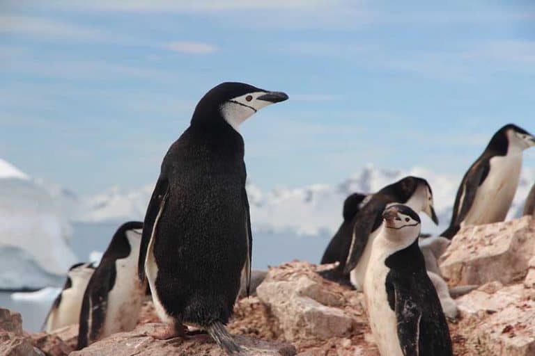 15 Animals That Live in Antarctica (With Pictures) - Wildlife Informer