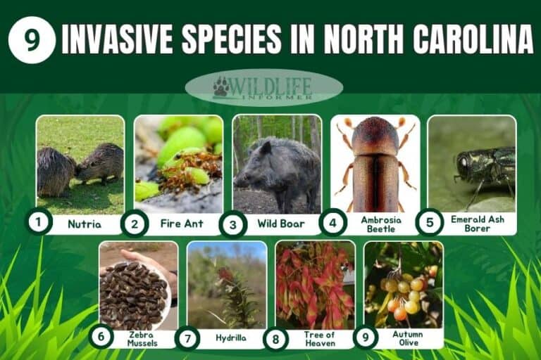 9 Invasive Species in North Carolina (With Pictures) - Wildlife Informer