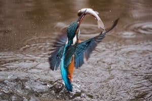 13 Birds that Eat Fish (with Photos) - Wildlife Informer