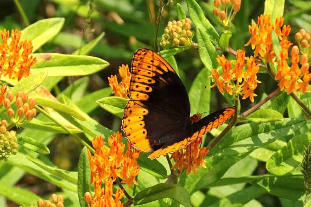 Most Common Butterflies in Tennessee (9 Species) - Wildlife Informer