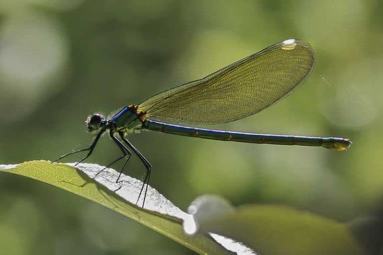 12 Flying Animals That Are Not Birds (Pictures) - Wildlife Informer