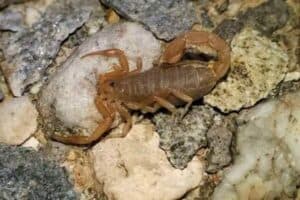 14 Scorpions in California (Info & Photos) - Wildlife Informer