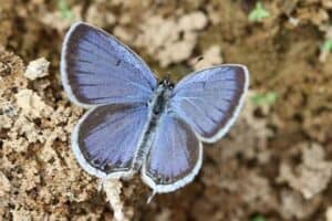 12 Types of Blue Butterflies (With Pictures) - Wildlife Informer