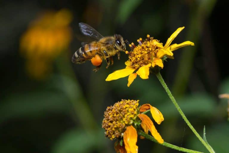 10 Hornets, Bees, and Wasps in Texas (Pictures) - Wildlife Informer