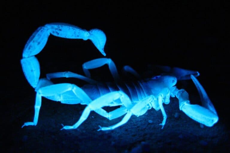 6 Scorpions that Glow in the Dark (How and Why) - Wildlife Informer