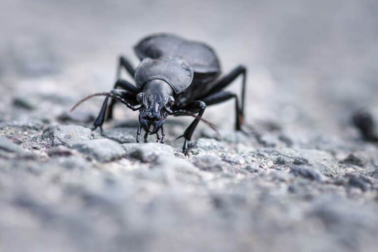 13 Types of Beetles in Texas (Pictures & Facts) - Wildlife Informer