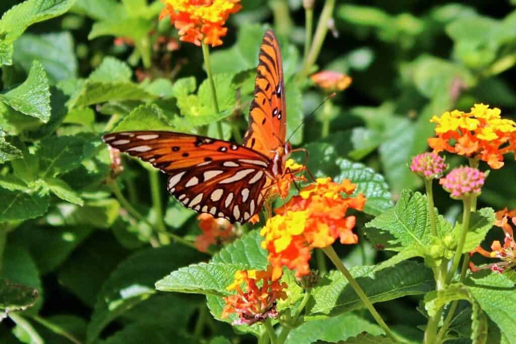12 Types of Butterflies That Look Like Monarchs - Wildlife Informer