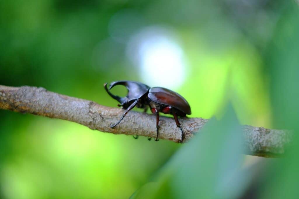 12 Beetles With Horns (With Pictures) - Wildlife Informer