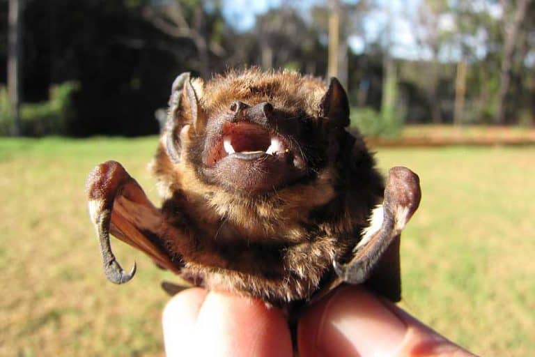 12 Examples of Nocturnal Animals (Photos) - Wildlife Informer