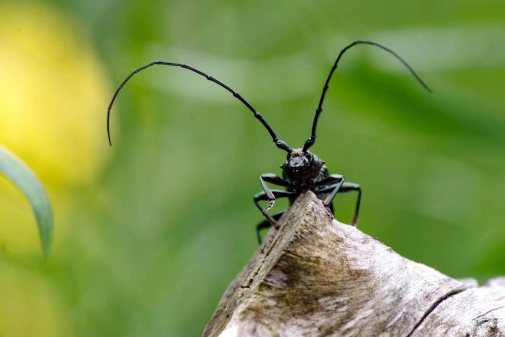 13 Types of Beetles in Texas (Pictures & Facts) - Wildlife Informer
