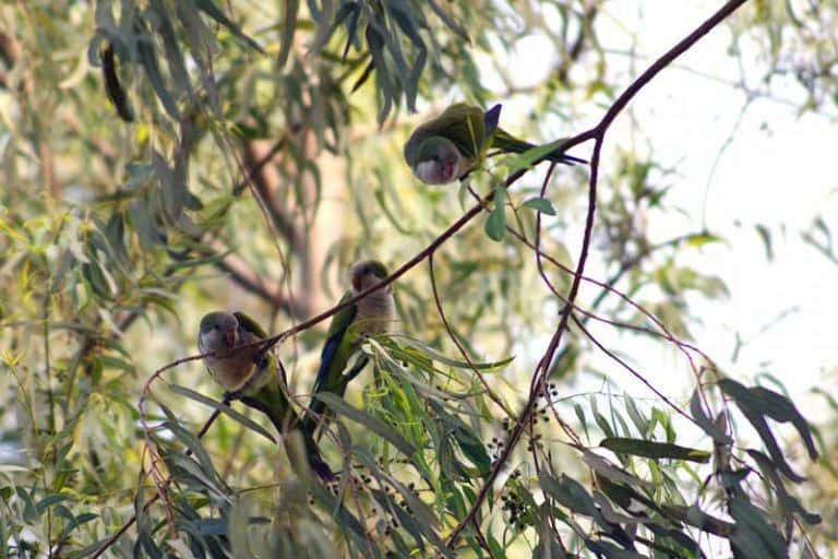 13 Invasive Species in the Everglades (Pictures) - Wildlife Informer