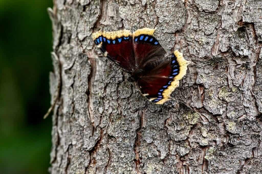 11 Butterflies in Pennsylvania (With Pictures) - Wildlife Informer