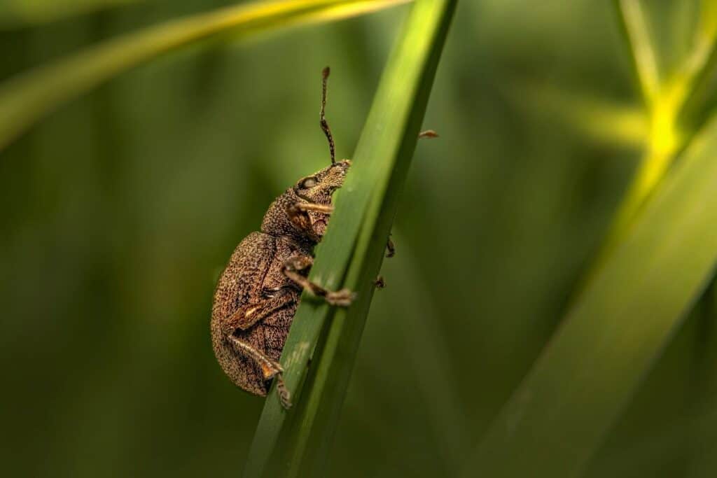 13 Types of Beetles in Texas (Pictures & Facts) - Wildlife Informer