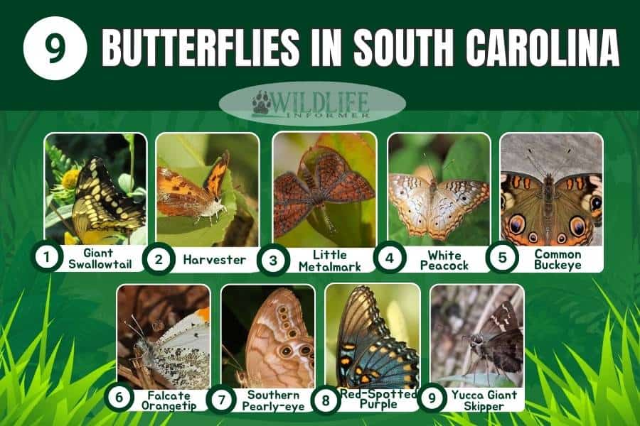 9 Common Butterflies in South Carolina (Pictures) - Wildlife Informer