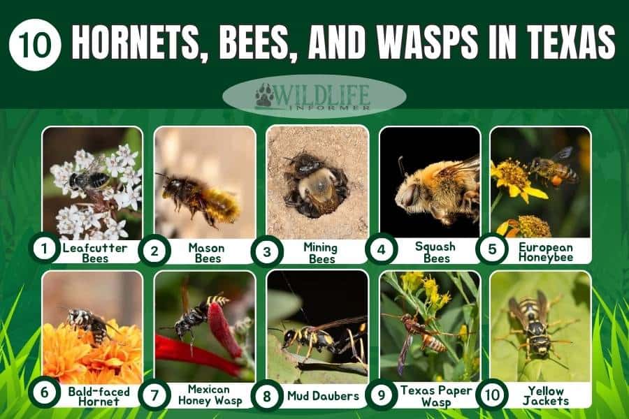 10 Hornets, Bees, and Wasps in Texas (Pictures) - Wildlife Informer