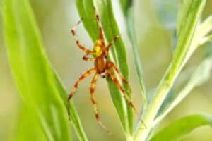18 Common Spiders in Michigan (With Pictures) - Wildlife Informer