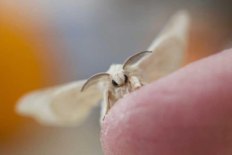 14 Unique Animals With the Best Sense of Smell (Pictures) - Wildlife Informer