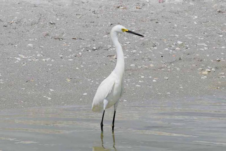 12 Animals That Live in the Swamp (with Pictures) - Wildlife Informer