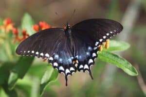 12 Types of Swallowtail Butterflies (Pictures) - Wildlife Informer