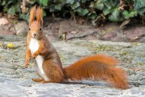 12 Awesome Animals with Bushy Tails (Pictures!) - Wildlife Informer