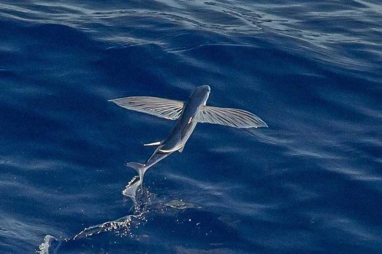 12 Flying Animals That Are Not Birds (Pictures) - Wildlife Informer