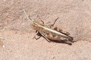 11 Different Grasshoppers in Texas (Pictures) - Wildlife Informer
