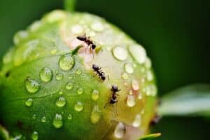 How Do Ants Communicate Explained Wildlife Informer