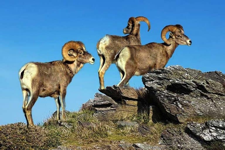 Animal Facts and Nature Information - Wildlife Informer