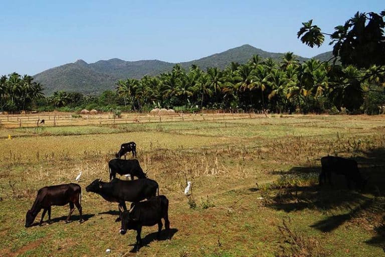 10 Animals With Symbiotic Relationships (Pictures and Facts) - Wildlife ...