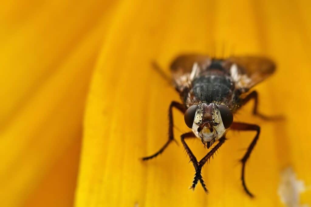 Why Do Flies Rub Their Hands Together? - Wildlife Informer