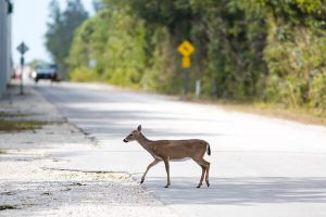 Deer Population by State (Estimates and Info) - Wildlife Informer