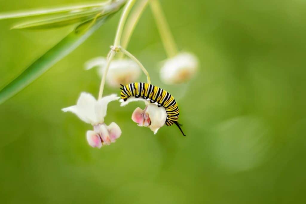 9 Types of Caterpillars in Florida (Pictures) - Wildlife Informer