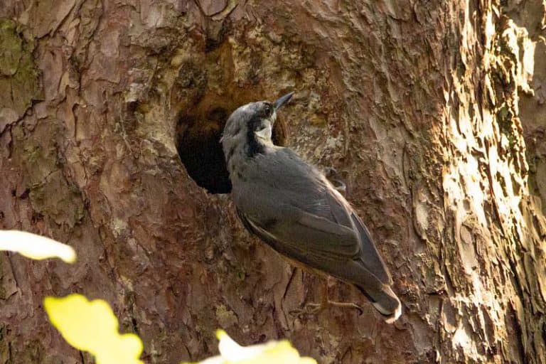 9 Different Animals That Live in Tree Holes (with Photos) - Wildlife ...