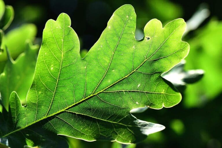 How to Get Rid of Oak Mites (6 Helpful Tips) - Wildlife Informer