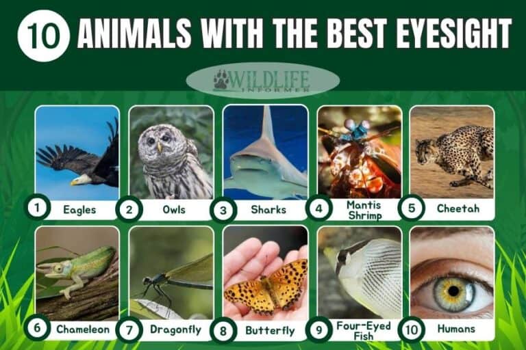 10 Types of Animals With the Best Eyesight (Pictures) - Wildlife Informer