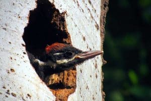 9 Different Animals That Live in Tree Holes (with Photos) - Wildlife ...