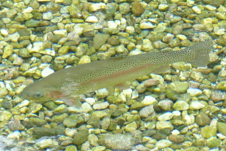 8 Types of Anadromous Fish (with Pictures) - Wildlife Informer