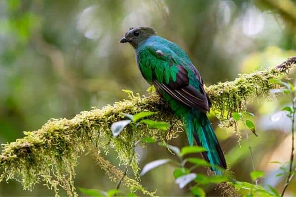 16 Types of Animals With a Long Tail (with Pictures) - Wildlife Informer