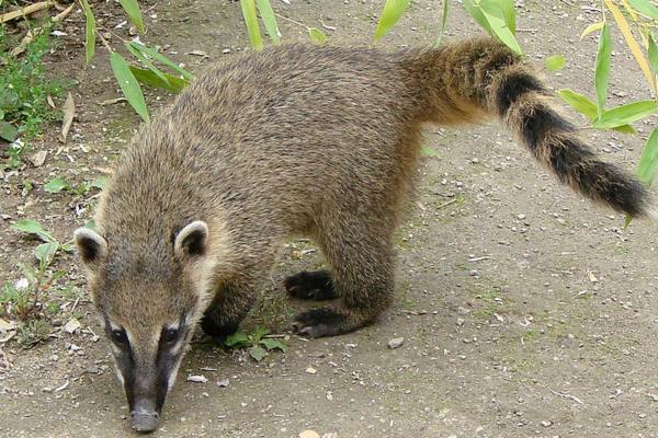 16 Types of Animals With a Long Tail (with Pictures) - Wildlife Informer