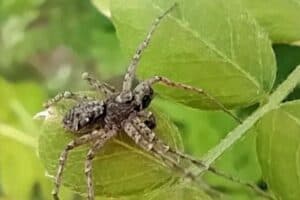 12 Common Spiders in Alaska (Pictures) - Wildlife Informer
