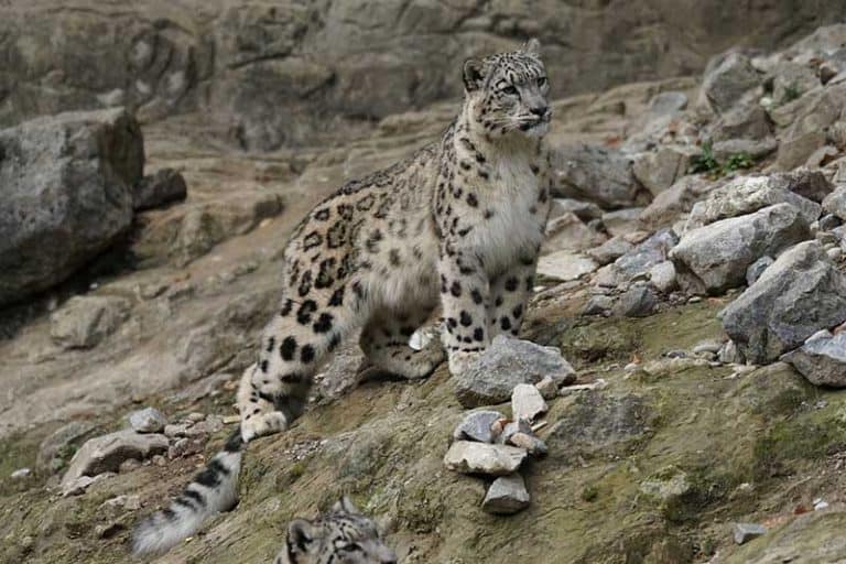 15 Interesting Facts About Snow Leopards - Wildlife Informer