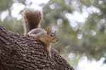 Why Do Squirrels Chase Each Other? (6 Reasons) - Wildlife Informer